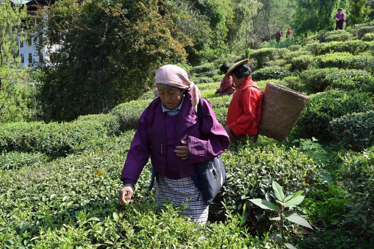 Samcholing Tea Bhutan